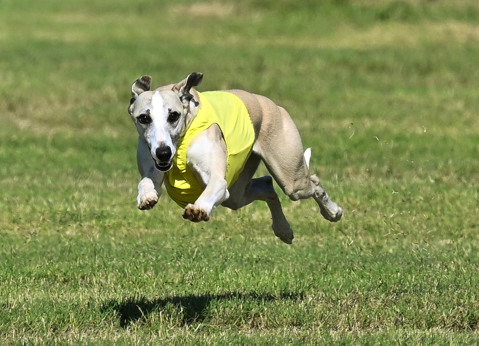 Lure Coursing 101: The Ultimate Chase for Dogs! - fast-paws.com