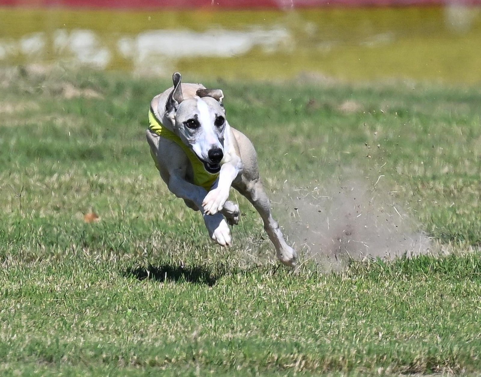 Lure Coursing 101: The Ultimate Chase for Dogs! - fast-paws.com